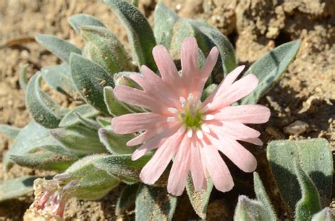 Silene Hookeri Calflora