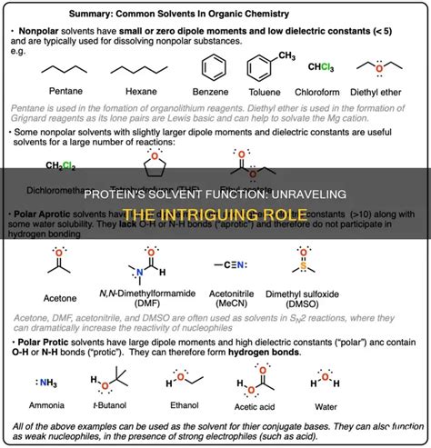 Proteins Solvent Function Unraveling The Intriguing Role Medshun