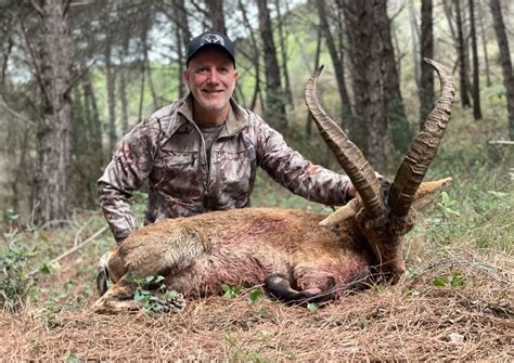 Spanish Ibex Hunting In Spain All 4 Subspecies Available