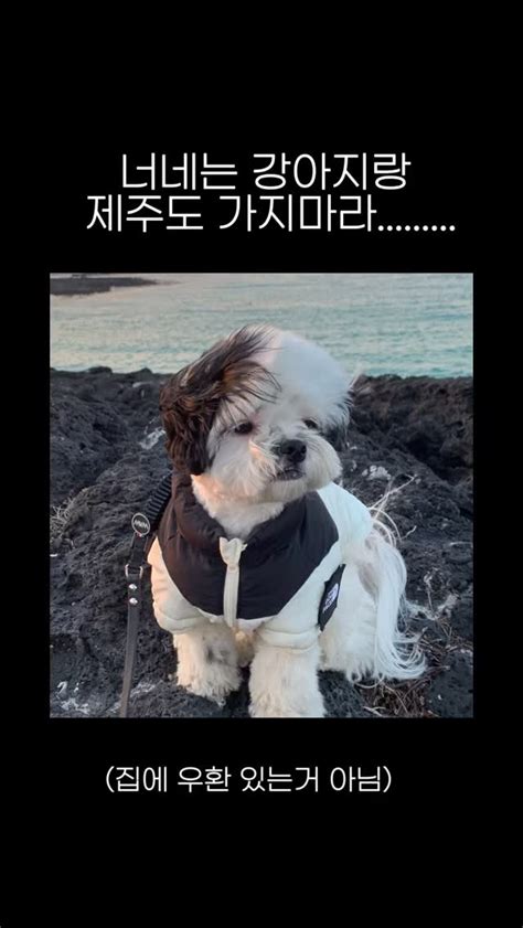 포차코 떳다 포차코보다 포차코같은 New 짤 💙 몇번째 짤이 제일 마음에 드시나요 Instagram