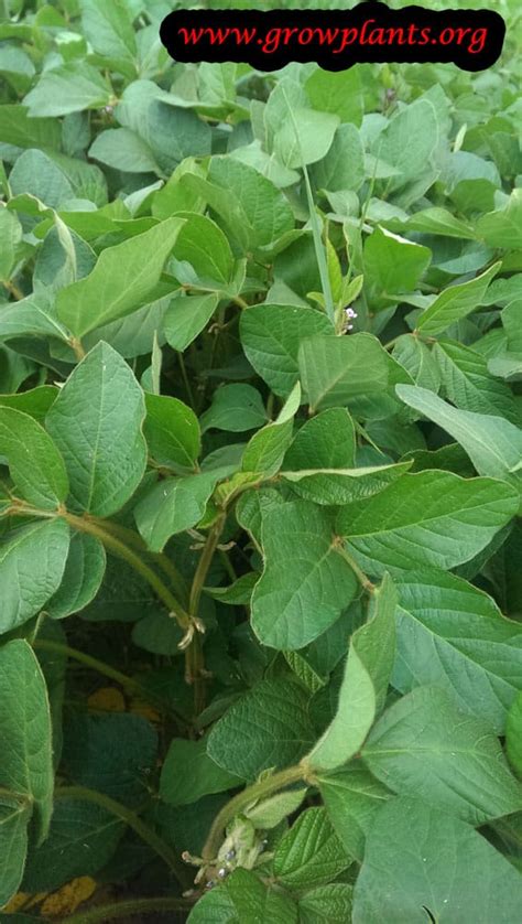Soybean Plant How To Grow And Care
