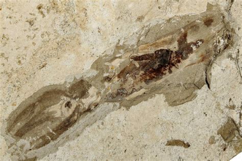 3 7 Cretaceous Fossil Squid With Tentacles And Ink Sac Lebanon