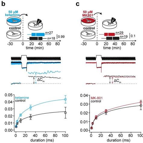 Ketamine But Not Mk 801 Enhances Glutamate Release A Top Left
