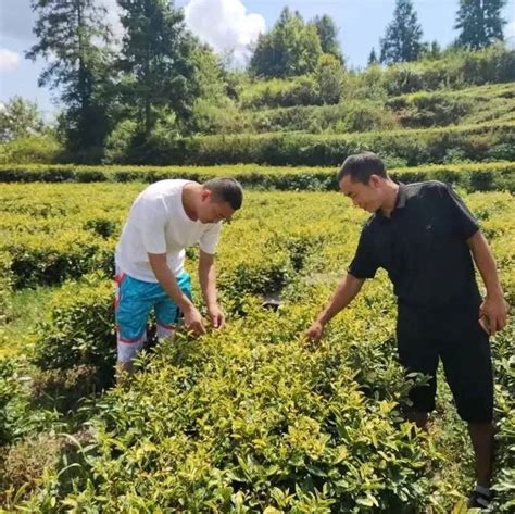【代表风采】刘洪斌：心系木坪发展 扛起责任担当坪村群众建设新