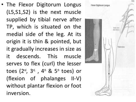 Tibial Motor Nerve