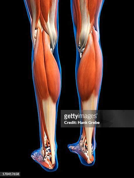 Xrays Leg Background Stock Fotos Und Bilder Getty Images