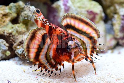 KBO ヒレボシミノカサゴ 海水魚 カミハタビジネスオンライン