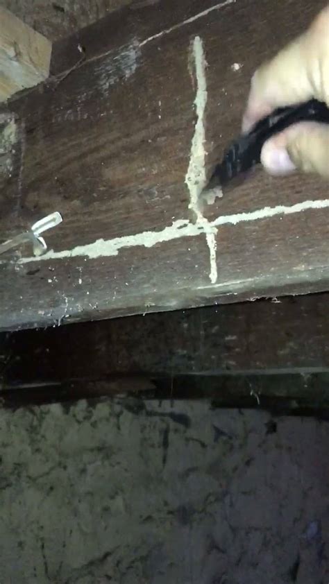 Bug Squashers Of Baltimore Maryland Home Facebook