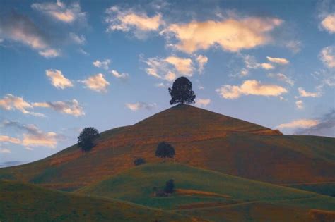 Premium Photo A Tree On A Hill With A Sky Background