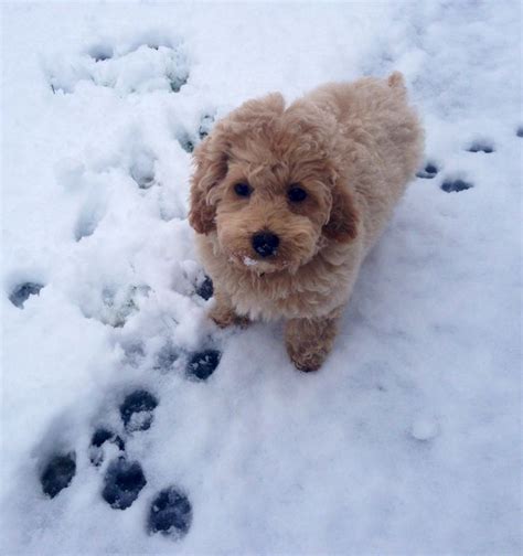 Cockapoo Moose Playing In The Snow