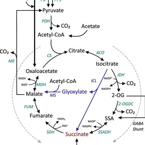 Carbon Metabolism Involved In The Tca Cycle Of Synechocystis Pcc 6803