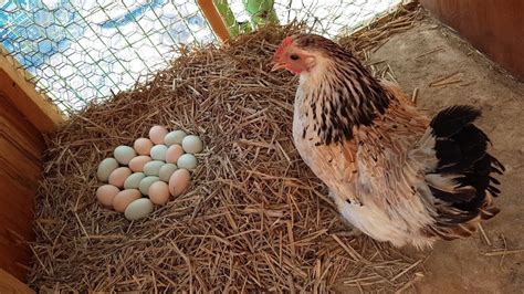 청계닭 Chicken 이 3일째 알을품고 나오지않아서 알 20개를 넣어주고 닭을 옮겨보았습니다 Youtube