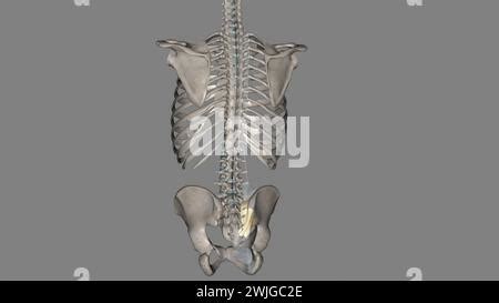 The Posterior Sacroiliac Ligament Is A Compound Ligament Composed Of