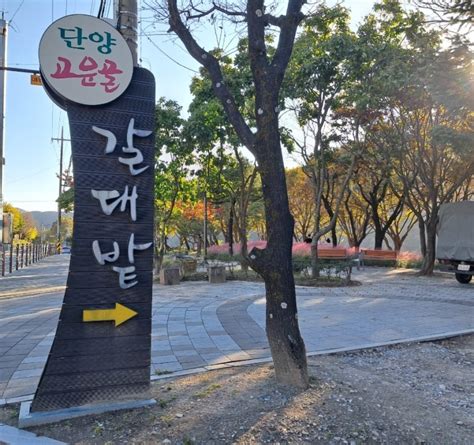 단양 고운골 가곡 갈대밭 위치~단양군 가곡면 사평리 남한강 상류의 삼봉대교에서 59번 국도를 따라 5km쯤 달리면 단양제천~핫뉴스24 Band Page