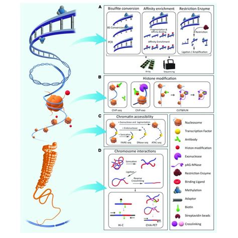 The Four Major Epigenetic Layers In Eukaryotic Genomes A Dna