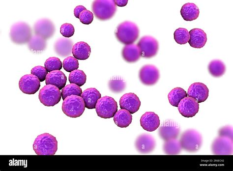 Enterococcus Faecalis Computer Illustration Of Enterococcus Faecalis