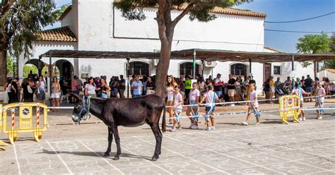 La Fiesta Tradicional Española En La Que Se Puede Ganar Dinero Viendo A Un Burro Hacer Caca