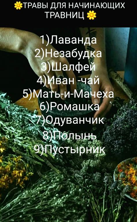 Травы для Начинающих Травниц 🌼 Трава Зеленая ведьма Страницы старых