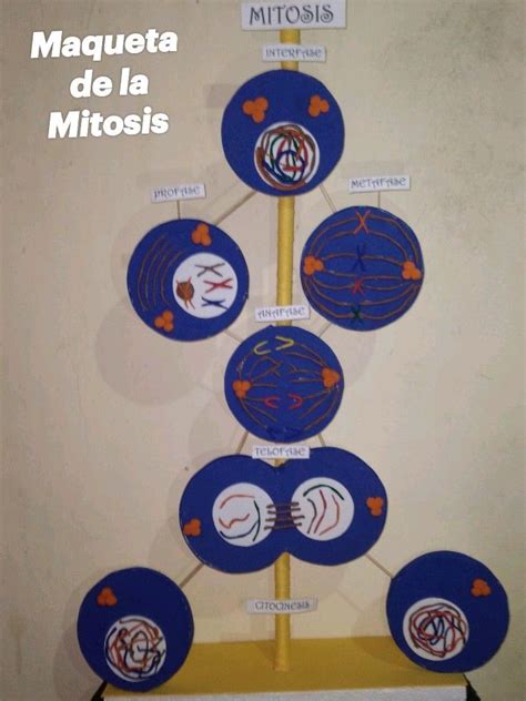 Maqueta De La Mitosis In 2023