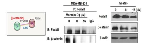 Effect Of Moracin D On Interaction Between Foxm1 And Catenin In