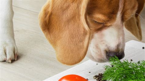 Las Naranjas Son Malas Para Los Perros