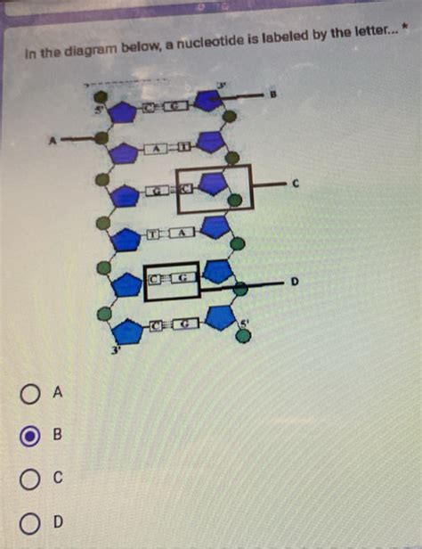 Solved In The Diagram Below A Nucleotide Is Labeled By The Letter