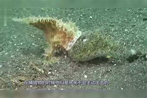 世界上最悲惨的鱼，雄鱼存在的意义只是为了繁衍 雄鱼 意义 世界