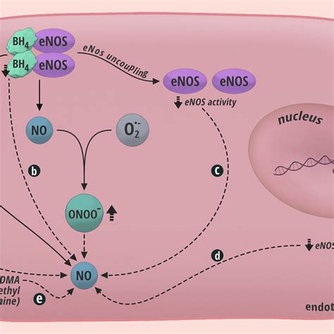 Oxidative Stress Induced Uncoupling Of ENOS Leading To Endothelial Cell