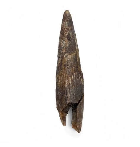 Fossils For Sale Fossils Cretaceous Ornithocheirid Pterosaur