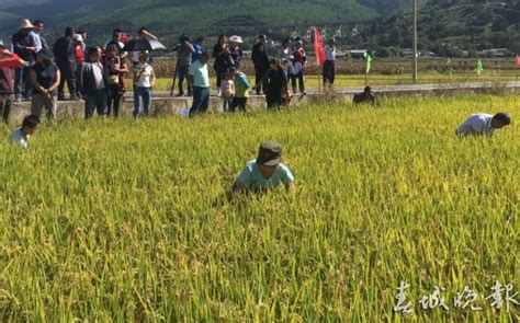 稻花节稻花水墨画稻花简笔画第4页大山谷图库