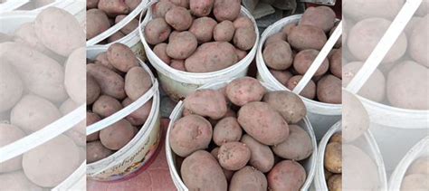 Картофель купить в Новосибирске Товары для дома и дачи Авито