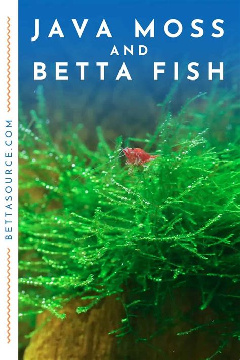 A Serene Underwater Dance The Harmony Of Java Moss And Betta Fish