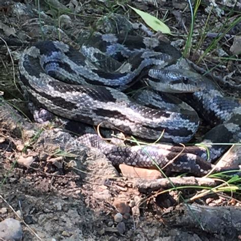 Rat Snake Project Noah