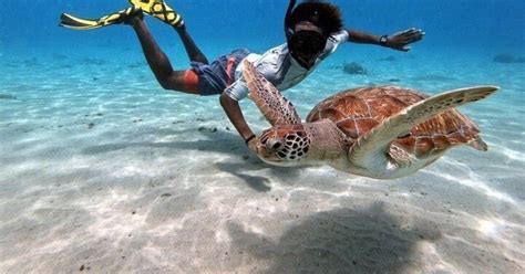 Avventura Di Snorkeling Con Le Tartarughe Sulla Spiaggia Di Jobo