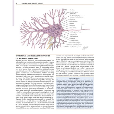 Full Pdf Netters Atlas Of Neuroscience Netter Basic Scien Inspire Uplift