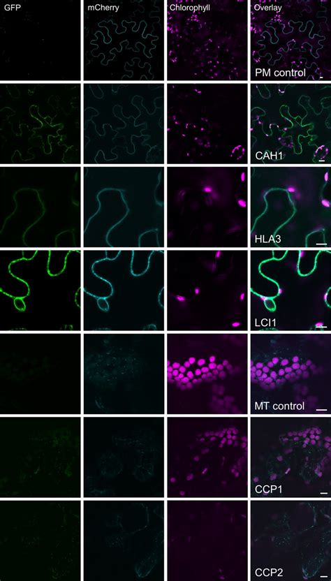 Co Expression Of Gfp Fused Ccm Components With A Mcherry Fused Plasma