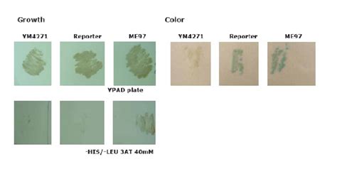 Growth And Color Selection Of Yeast One Hybrid System Download