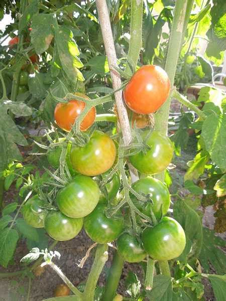 庭の野菜報告 あくびむすめの家庭菜園便り 楽天ブログ
