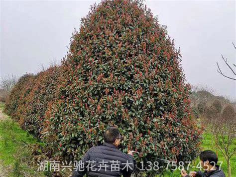 精品红叶石楠湖南兴驰花卉苗木农民专业合作社苗木种植长沙香樟供应长沙苗木生产水杉种植