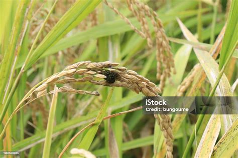 False Smut Disease In Rice Caused By Fungus Ustilaginoidea Virens Stock