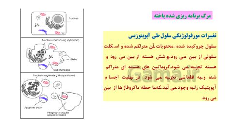پاورپوینت زیست شناسی 2 پایه یازدهم رشته تجربی تقسیم بی رویه یاخته