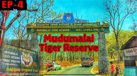 EP 4 Mudumalai Tiger Reserve Journey Bangalore To Ooty Road Trip By