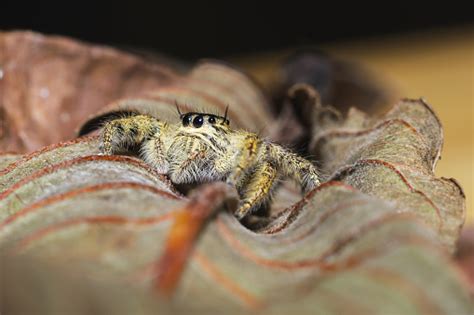 Hyllus Hyllus Diardi 사만다 점프 거미 잎에 0명에 대한 스톡 사진 및 기타 이미지 0명 갈색 거미