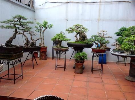 17 Best Images About Bonsai Display Ideas On Pinterest Bonsai Trees