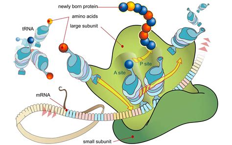 New Method Can More Precisely Determine When A Cell Has Cashed RNA