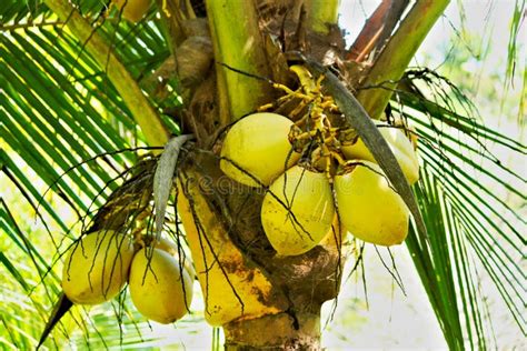 A Bunch Of Coconuts Ripening On A Dwarf Coconut Tree On The Big Island