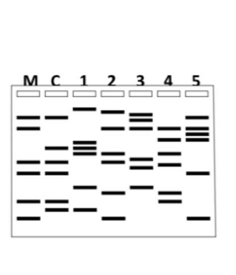 Solved In A Forensic Lab DNA Samples From A Mother M And Chegg Com