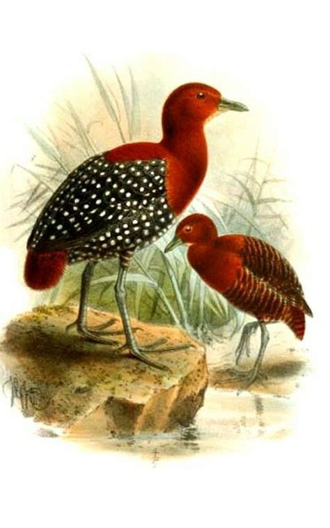 White Spotted Flufftail Sarothrura Pulchra Jgke69176