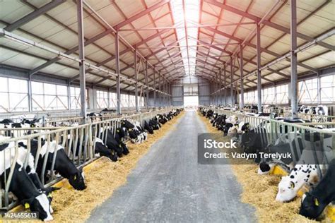 牛の餌やりの格納庫動物の家畜牧場牛乳の栽培 牛舎のストックフォトや画像を多数ご用意 牛舎 ウシ 食べさせる Istock