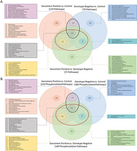 Commonalities And Differences In The Proteome And Phosphoproteome Of